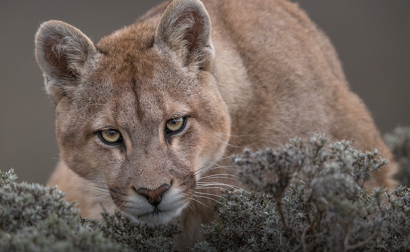 Ingo Arndt – Wildlife Photographer