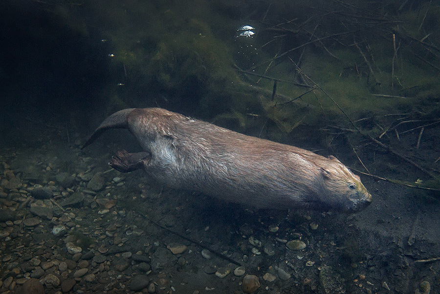 European Beaver | Ingo Arndt